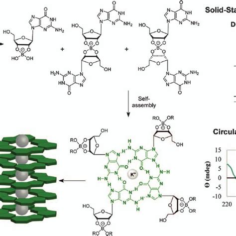 11 Guanasine Borate Ester Hydrogels The Chemical Structure