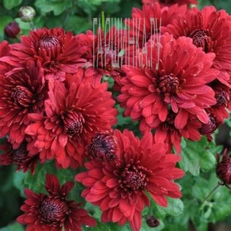 Хризантема Юрий Гагарин купить в Москве по низкой цене интернет