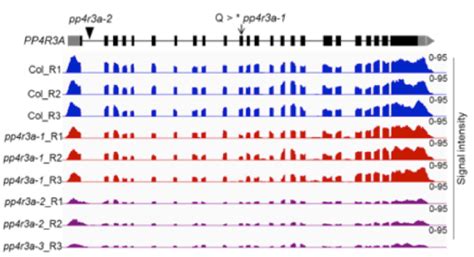 The Protein Phosphatase 4 Complex Functions In Mirna Biogenesis In