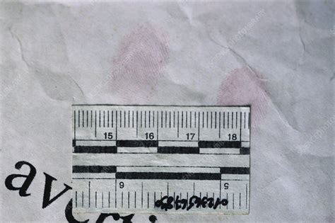 Fingerprint Detection Using Ninhydrin Stock Image H200 0470 Science Photo Library