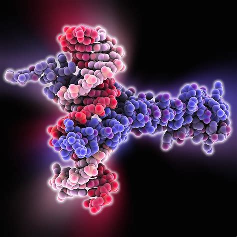 Transcription Factor Complexed With Dna Photograph By Science Photo Library Fine Art America