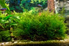 Java Moss Care Guide Essential Tips For A Healthy Aquarium Plant The