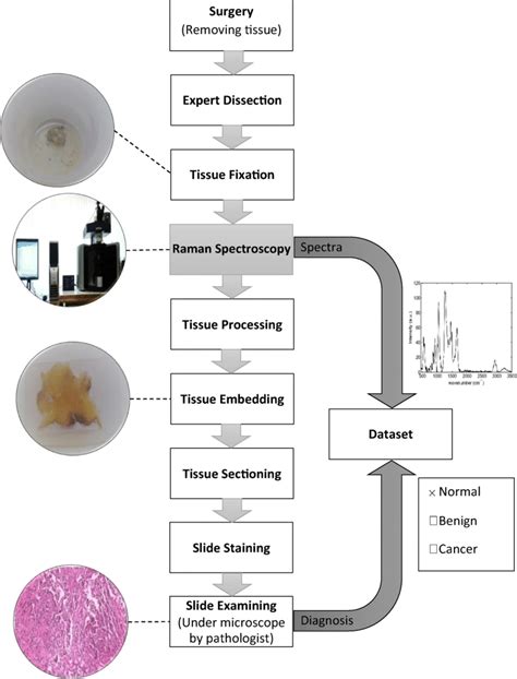 Diagram Of The Experiment From Tissue Resection To Data Collection