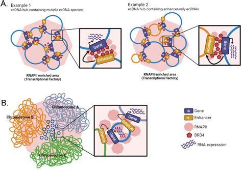 Extrachromosomal Dna Amplifications In Cancer Pmc