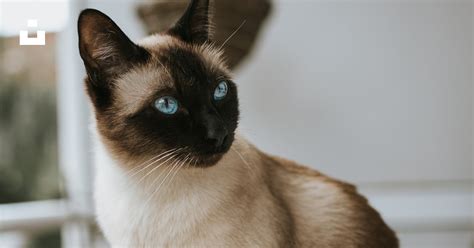 샴 고양이 사진 Unsplash의 무료 고양이 이미지