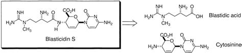 Total Synthesis Of ‐blasticidin S Ichikawa 2004 Chemistry A
