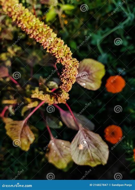 Amaranthus Collectively Known As Amaranth Is A Cosmopolitan Genus Of Annual Or Short Lived