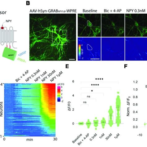 Grab Npy1 0 Sensor Imaging In Cultured Cortical Neurons During