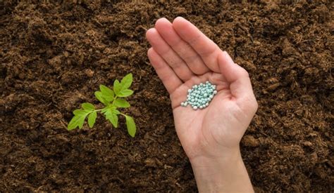 What Is 10 10 10 Fertilizer Good For Benefits Usage And Best
