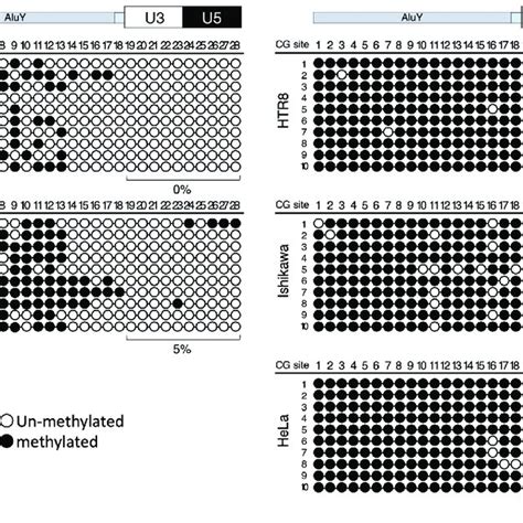 Bisulfite Sequencing Analysis Of Ervh48 1 Promoter Regions Bisulfite