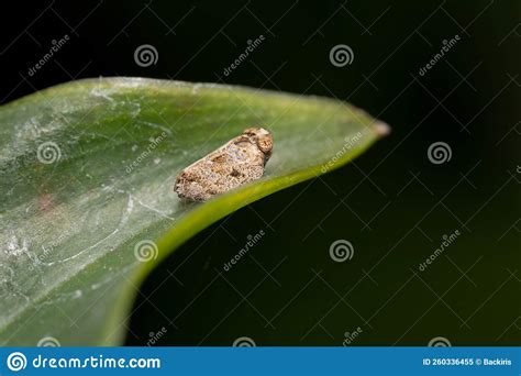 Macro Photo Of Planthopper On Green Leaf Stock Image Image Of Cute