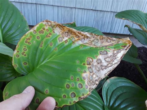 Leaf Spots May Mean A Fungal Disease Newsletters Diagnosing