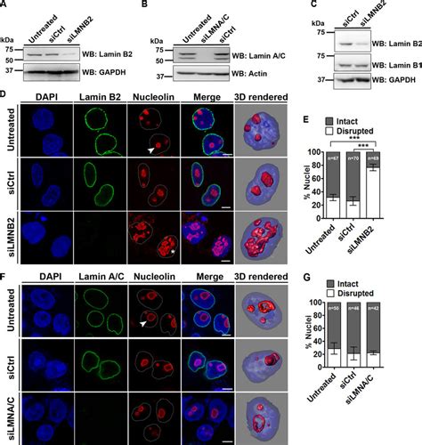 Lamin B2 Depletion Disrupts Nucleolar Morphology A And B Western