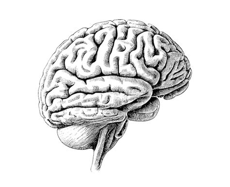 Premium Vector Realistic Illustration Of A Futuristic Human Brain 3d