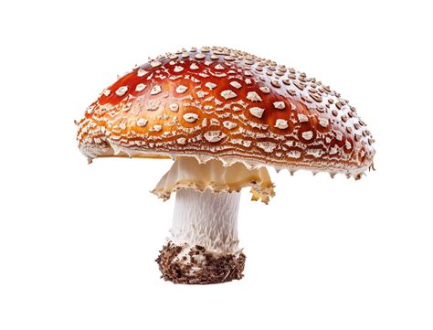Ai Generated Amanita Muscaria Fly Agaric Mushroom With A Red Cap Png Cutout Isolated On