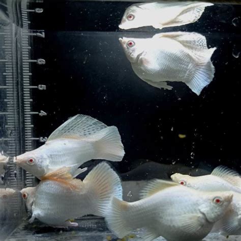 Get Platinum Red Eye Balloon Mollies With Free Shipping