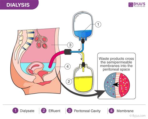 Excretion In Humans Newly Discovered Brain Signaling Pathway Plays