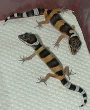 Breeding A Leopard Gecko Guide