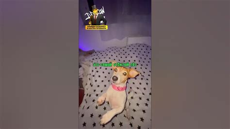 Самый Отбитый Пес на Планете 😊 Youtube