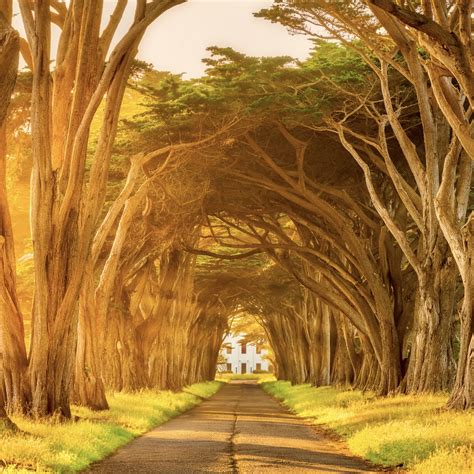 Cypress Tree Tunnel A Mesmerizing Tunnel In Point Reyes Wanderlust Pulse