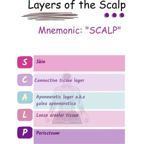 Anatomia Mnemonic Scalp Anatomy Anatomyeducation