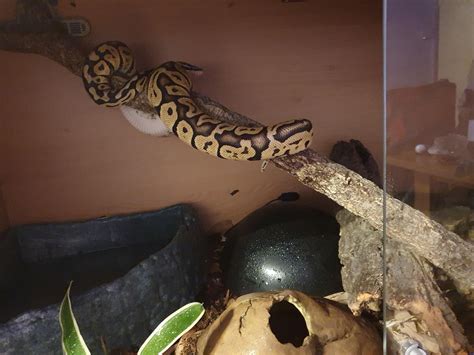 My Ball Python Thinks Shes A Tree Python Rsneks
