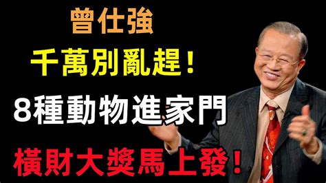 千萬別亂趕！8種動物進家門，橫財大獎馬上發，數錢數到手抽筋！曾仕強民間俗語中國文化國學國學智慧佛學知識人生感悟人生哲理佛教