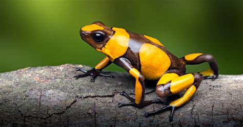 Tiny But Stunning Dart Frogs Christine Elder