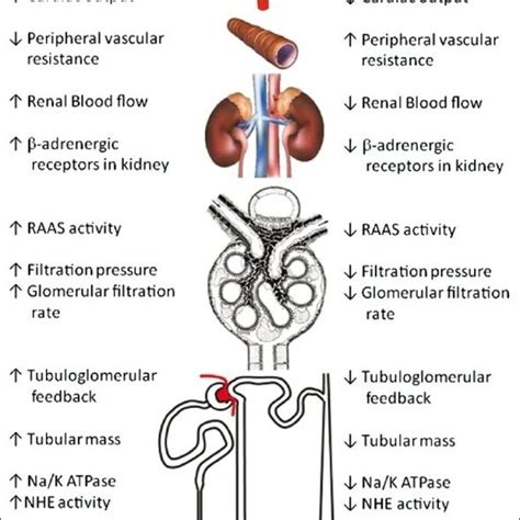 Clinical Effects Of Hypothyroidism And Hyperthyroidism On Renal Download Scientific Diagram