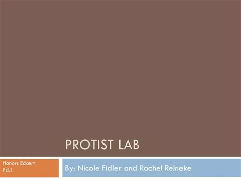 PPT Protist Lab PowerPoint Presentation Free Download ID