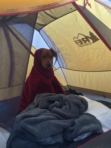 Best Camping Partner Ever Rcamping