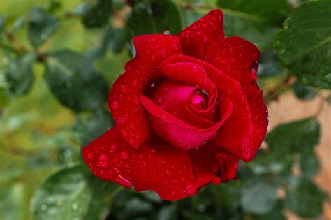 Ce Se Intampla Daca Nu Faci Sex Cocoon