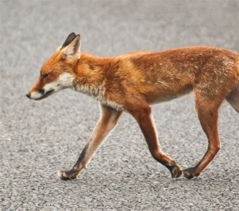 The Applied Ecologist Bridging The Gap Between Researchers Practitioners And Policymakers