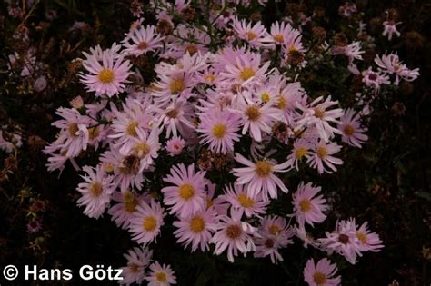 Aster Novi Belgii Lassie Glattblatt Aster Häußermann Stauden Und