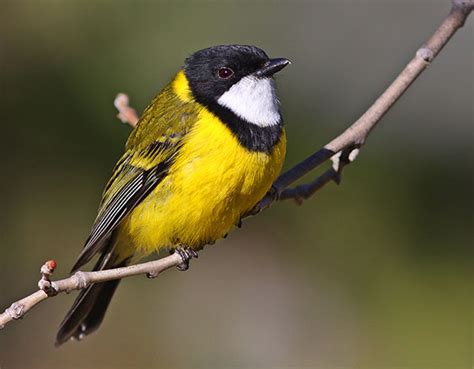 The Secret Life Of Birds From The Hudson Valley To Australia By Rufus