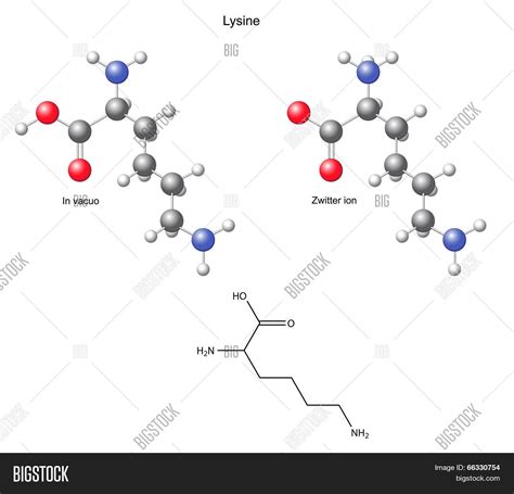 Lysine Lys Vector And Photo Free Trial Bigstock