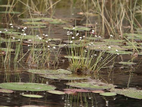 Eriocaulon Aquaticum Hill Druce Plants Of The World Online Kew