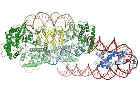 Researchers Discover How Crispr Proteins Find Their Target Berkeley News