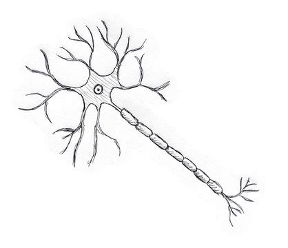 Simple Neuron Drawing