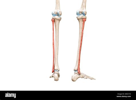 Tibia And Fibula Labeled