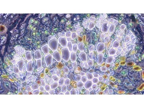 Nikon Eclipse Ts2r Fl Inverted Led Fluorescence Phase Contrast