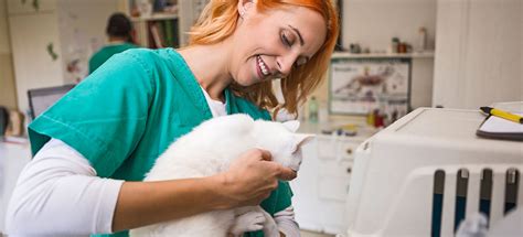 Veterinary Assistants Jobs Lovet