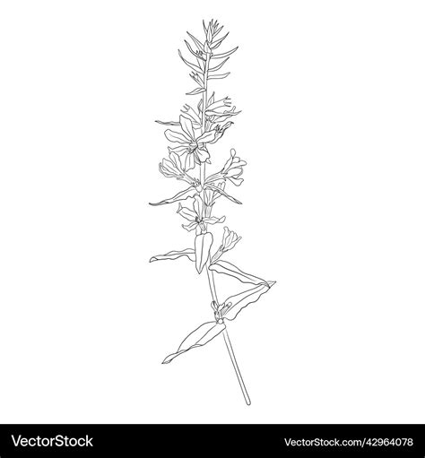 Purple Loosestrife Diagram