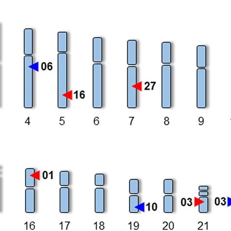 Genome Wide Distribution Of Cnvs Cnvs Detected In 12 Of 28 Eqscm