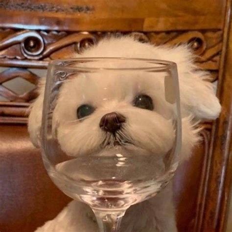 [인스타그램 카톡 프사 모음] 귀여운 강아지 공유 네이버 블로그