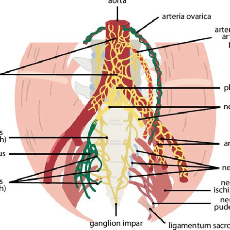 Figuur 1 De Plexus Pelvicus Shutterstock 2021755190 Download Scientific Diagram
