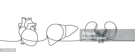 인간 장기의 집합 한 줄 연속 그리기 심장 간 신장 연속 한 줄 그림 벡터 미니멀리스트 선형 일러스트레이션 라인아트에 대한 스톡