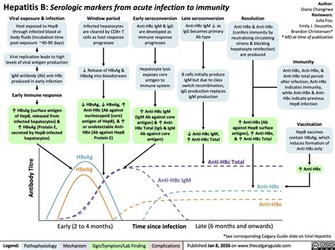 Hepatitis B Serology Calgary Guide