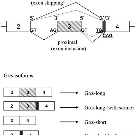 Exonintron Organization Map Of Exons 2 4 Of The Human G S Gene