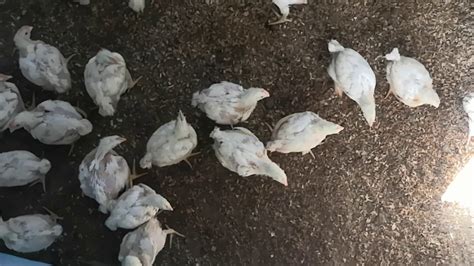 Chicken Detection Object Detection Dataset And Pre Trained Model By Cheengfusionex